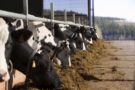 Norrmejerier satsar på ekologisk mjölk